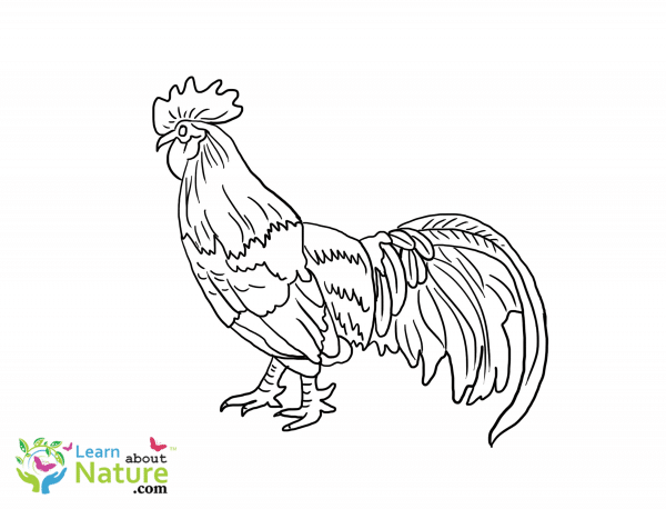 rooster-coloring-page-1 - Learn About Nature