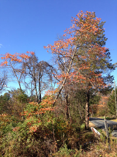 sassafras-01 - Learn About Nature