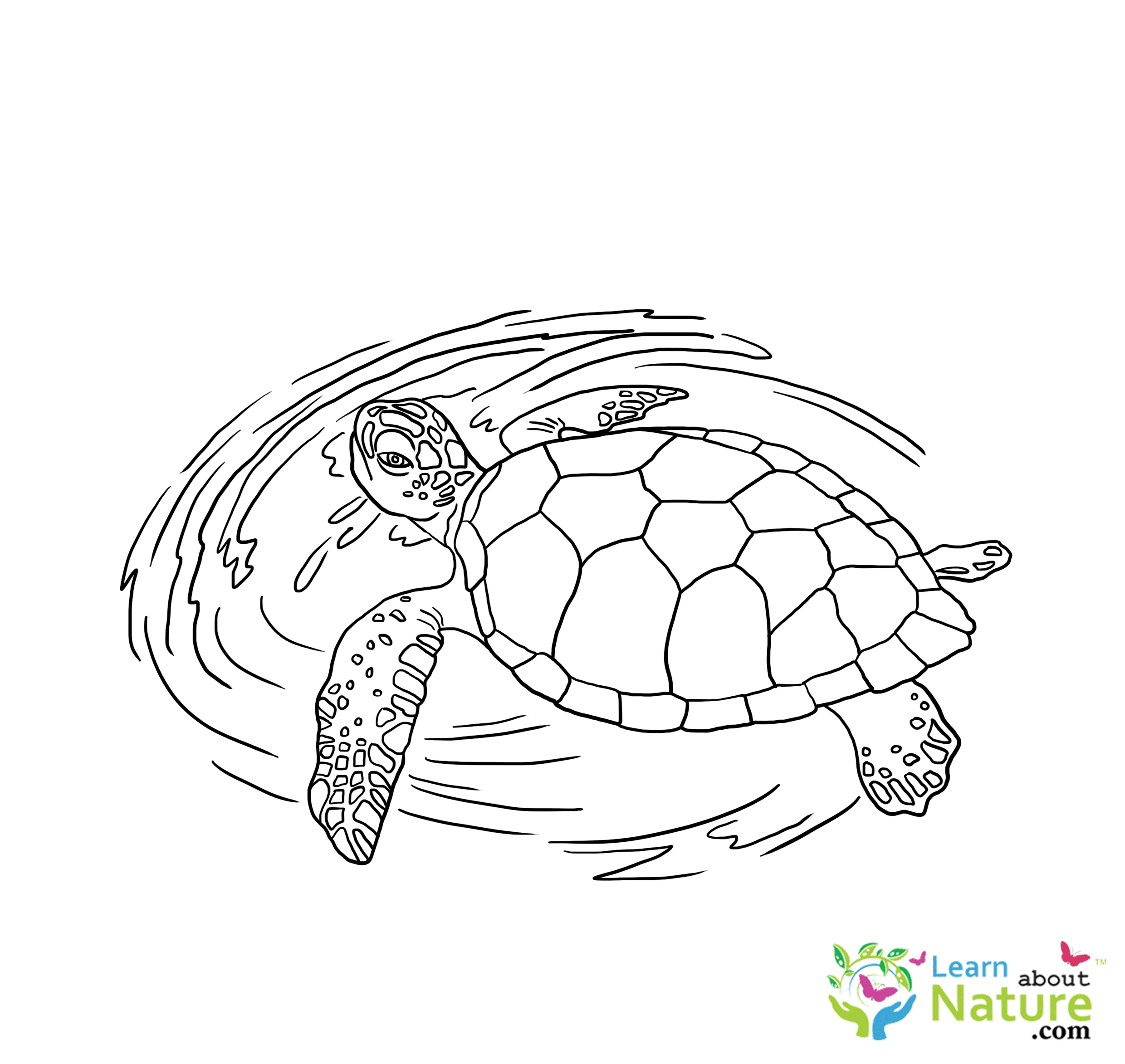 sea-turtle-coloring-page-5 - Learn About Nature