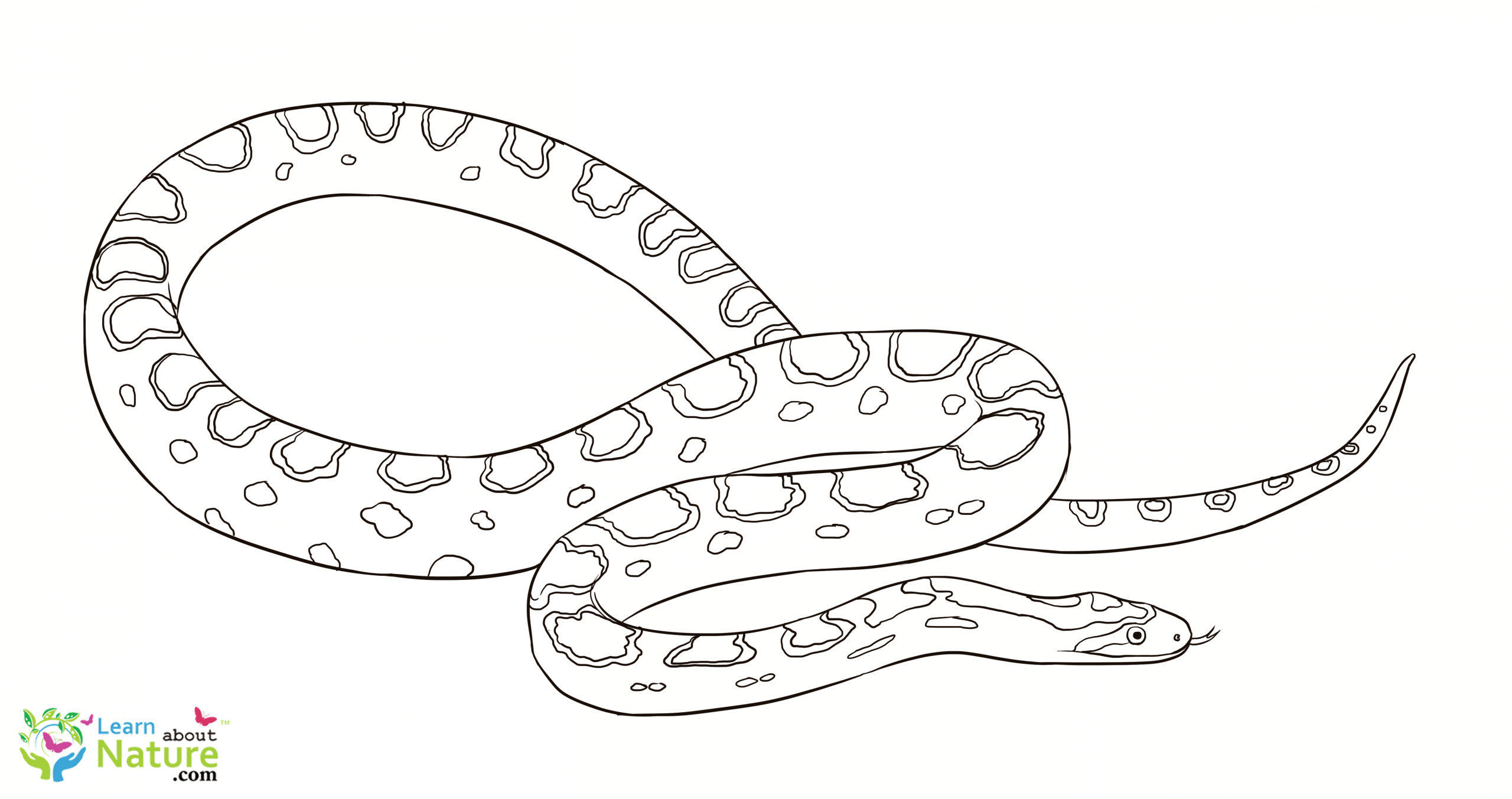 Corn Snake Coloring Page Fredericko The Corn Snake By Miloudee On Corn Snake Coloring Page Fredericko The Corn Snake By Miloudee On
