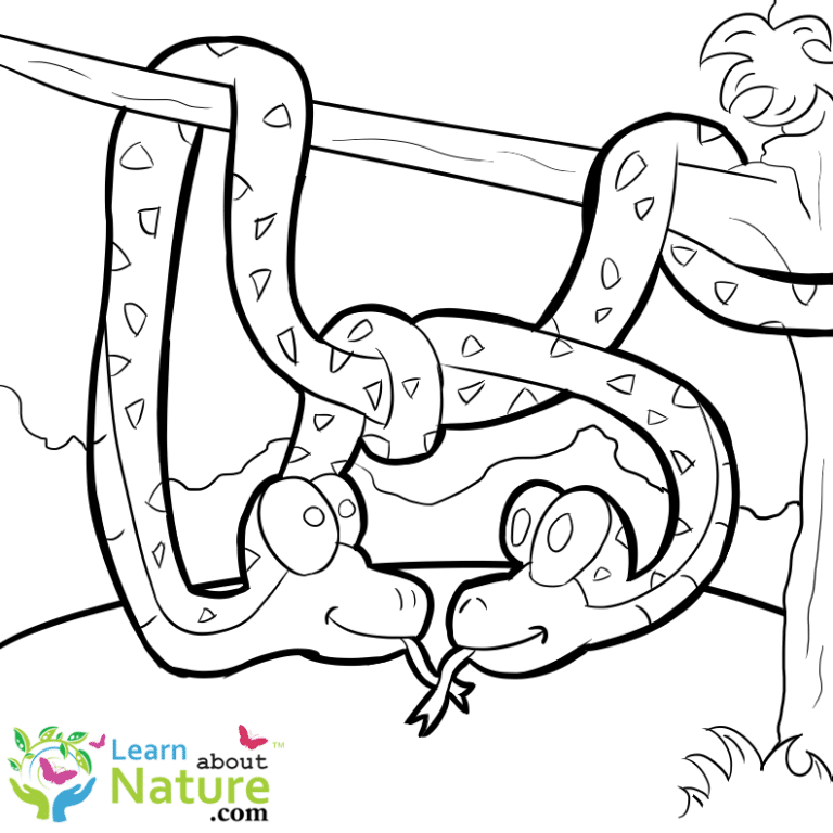 snakes-coloring-page-6 - Learn About Nature