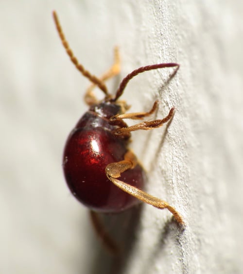 spider-beetle.jpg - Learn About Nature