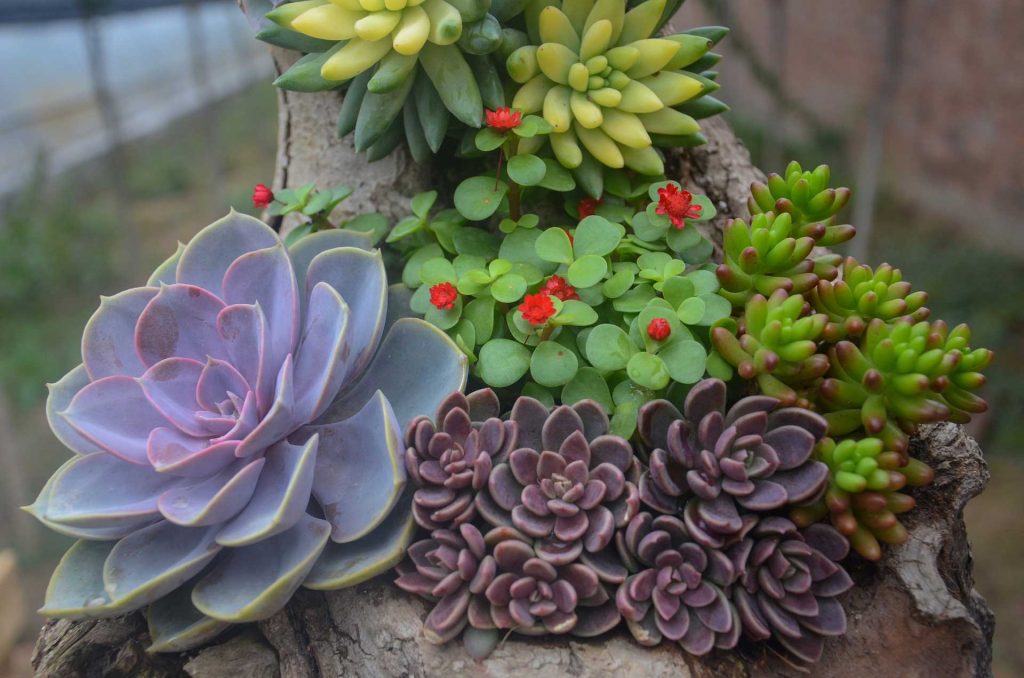 Types of Succulents - Learn About Nature