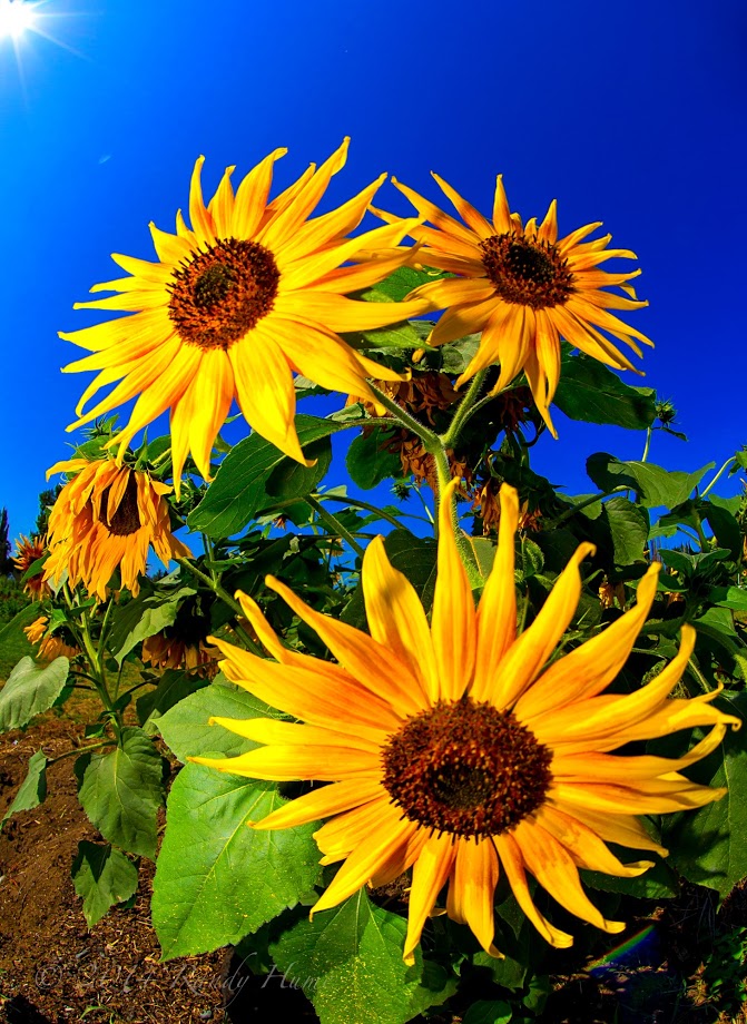 sunflowers - Learn About Nature