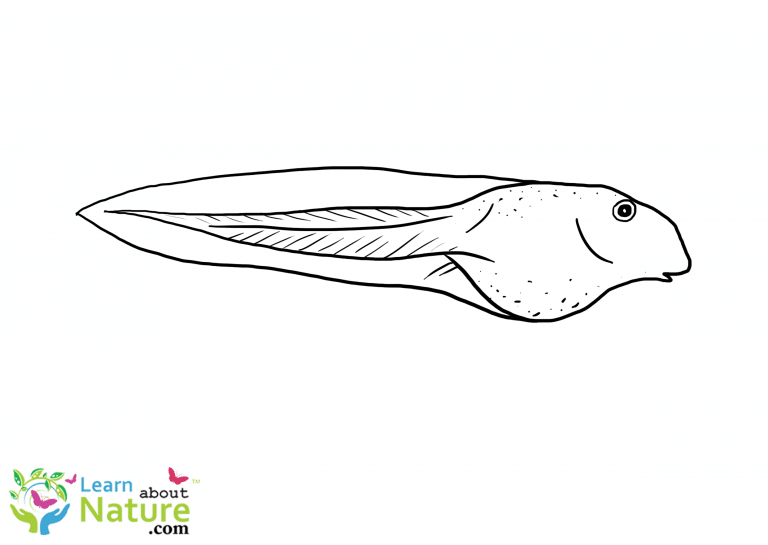 tadpole-coloring-page-3 - Learn About Nature