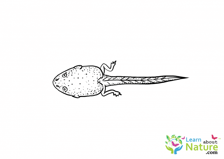 tadpole-coloring-page-6 - Learn About Nature
