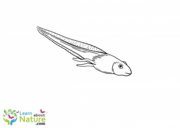tadpole-coloring-page-8 - Learn About Nature