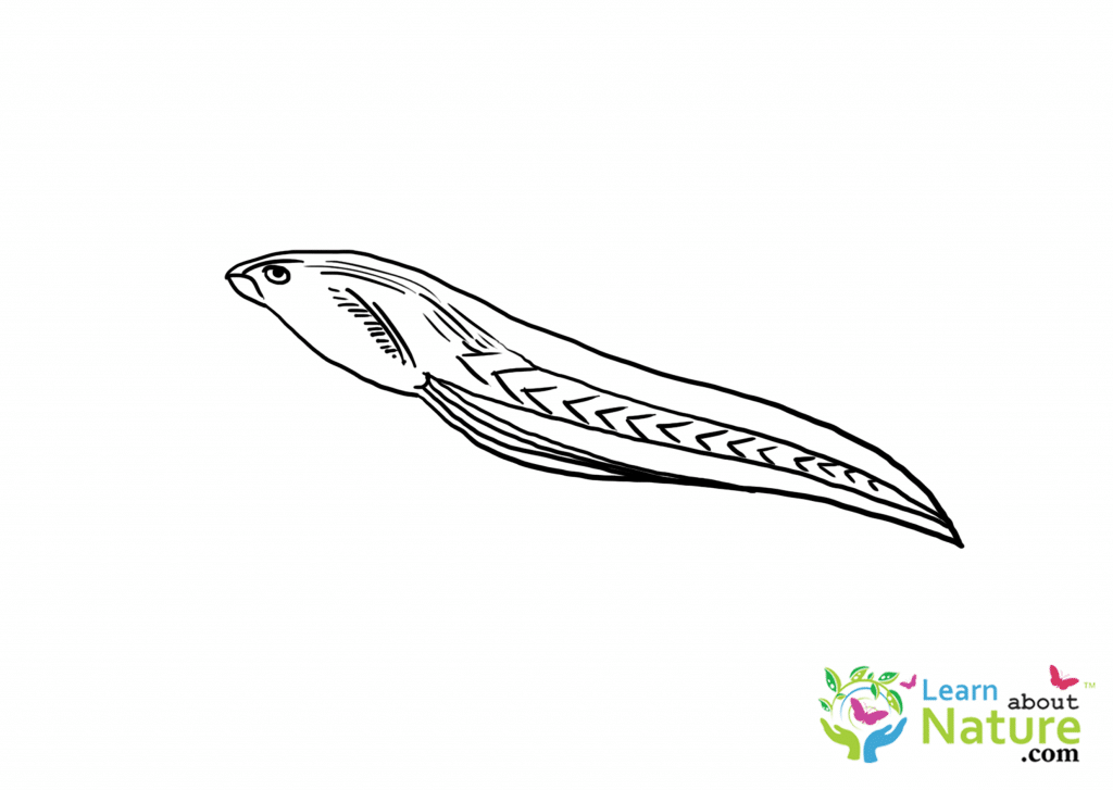 tadpole-coloring-page-9 - Learn About Nature