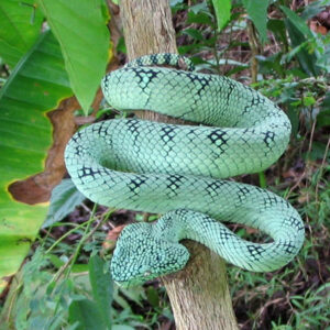 Types of Snakes: Viperidae (Vipers) - Learn About Nature