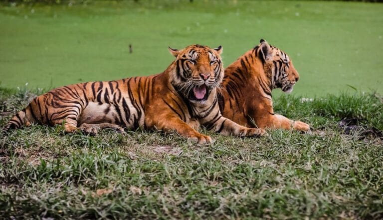 How Long Do Tigers Live? Explore Their Lifespan!