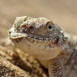 Toadhead Agamas - Learn About Nature