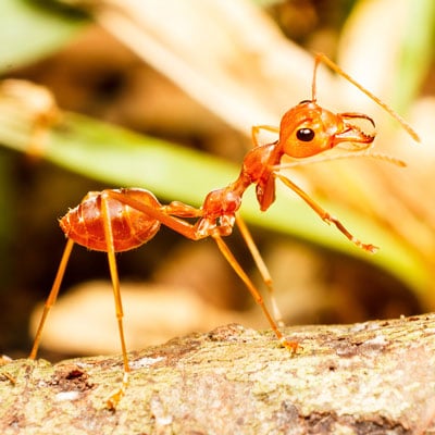 Weaver Ants - Learn About Nature