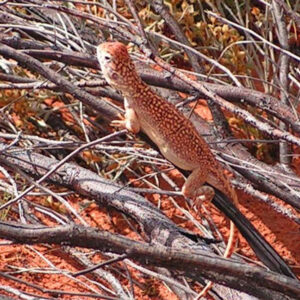 Dragon Lizard - Learn About Nature
